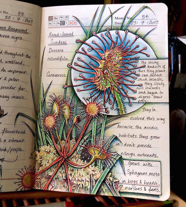 Jo Brown’s Nature Journals | Notebook Stories